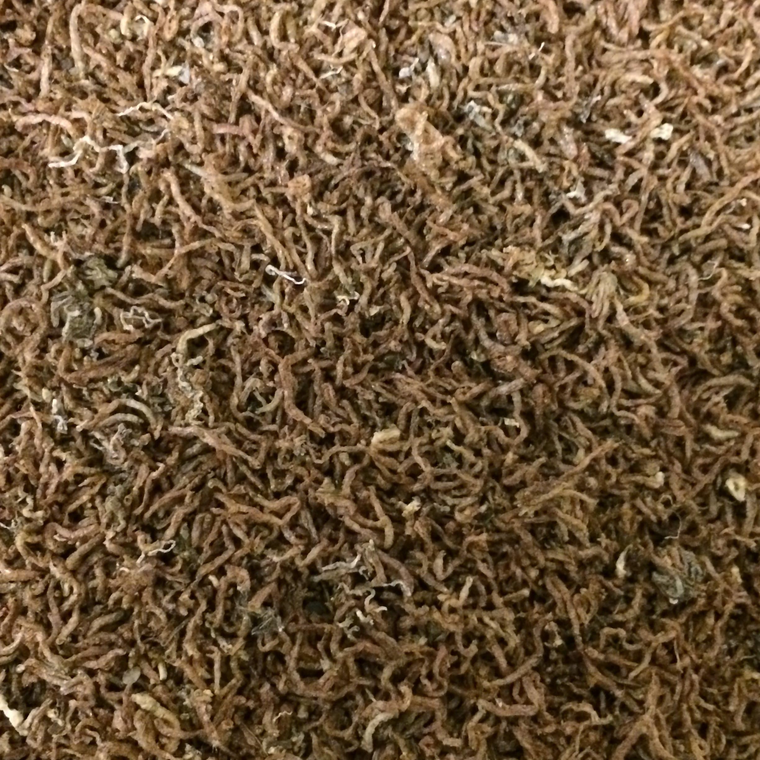 FREEZE DRIED BLOODWORM FOR ALL AQUATIC FISH (10g Pack) : Amazon.co.uk ...