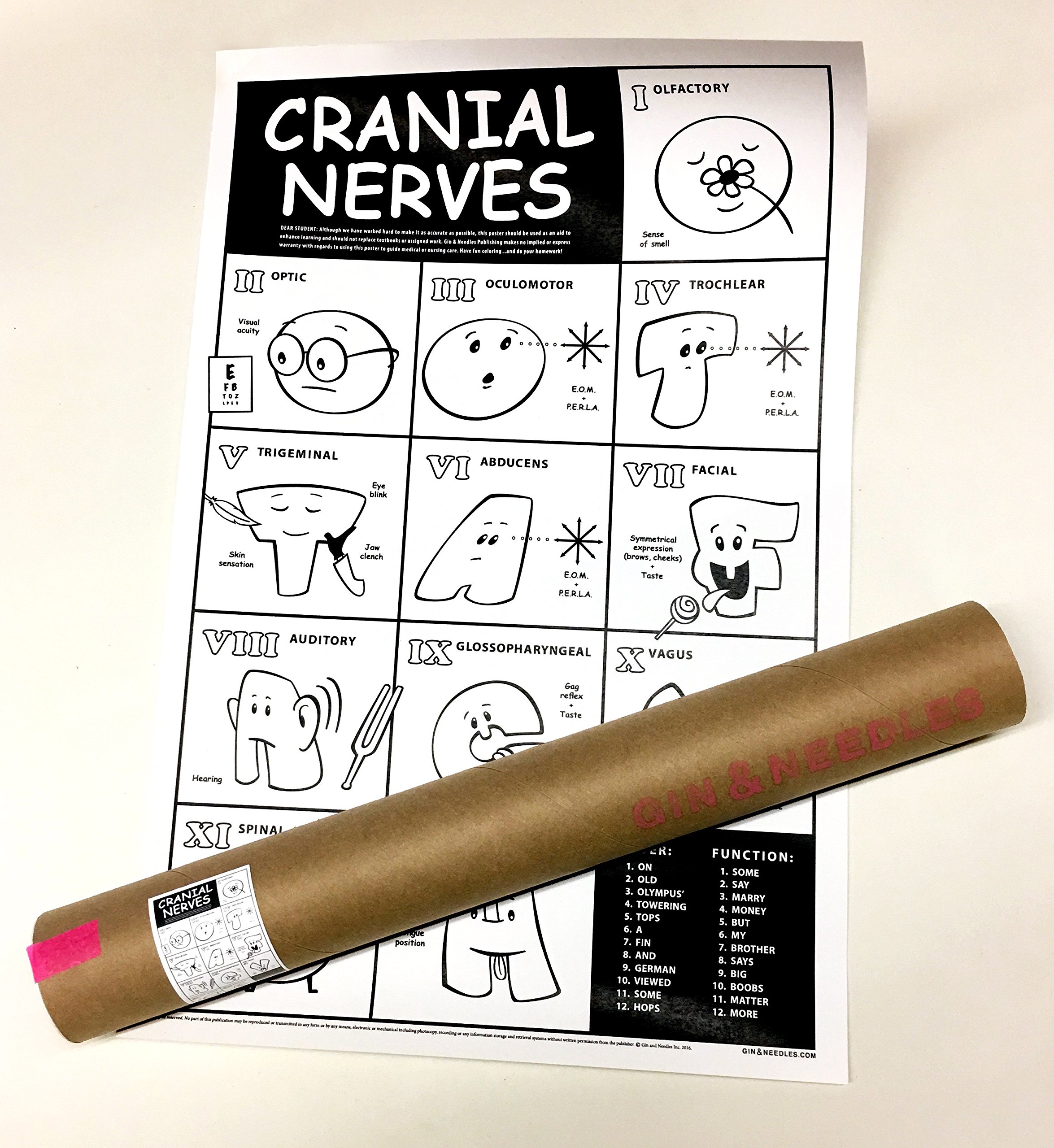 Cranial Nerves Chart For Coloring | Desertcart Sri Lanka