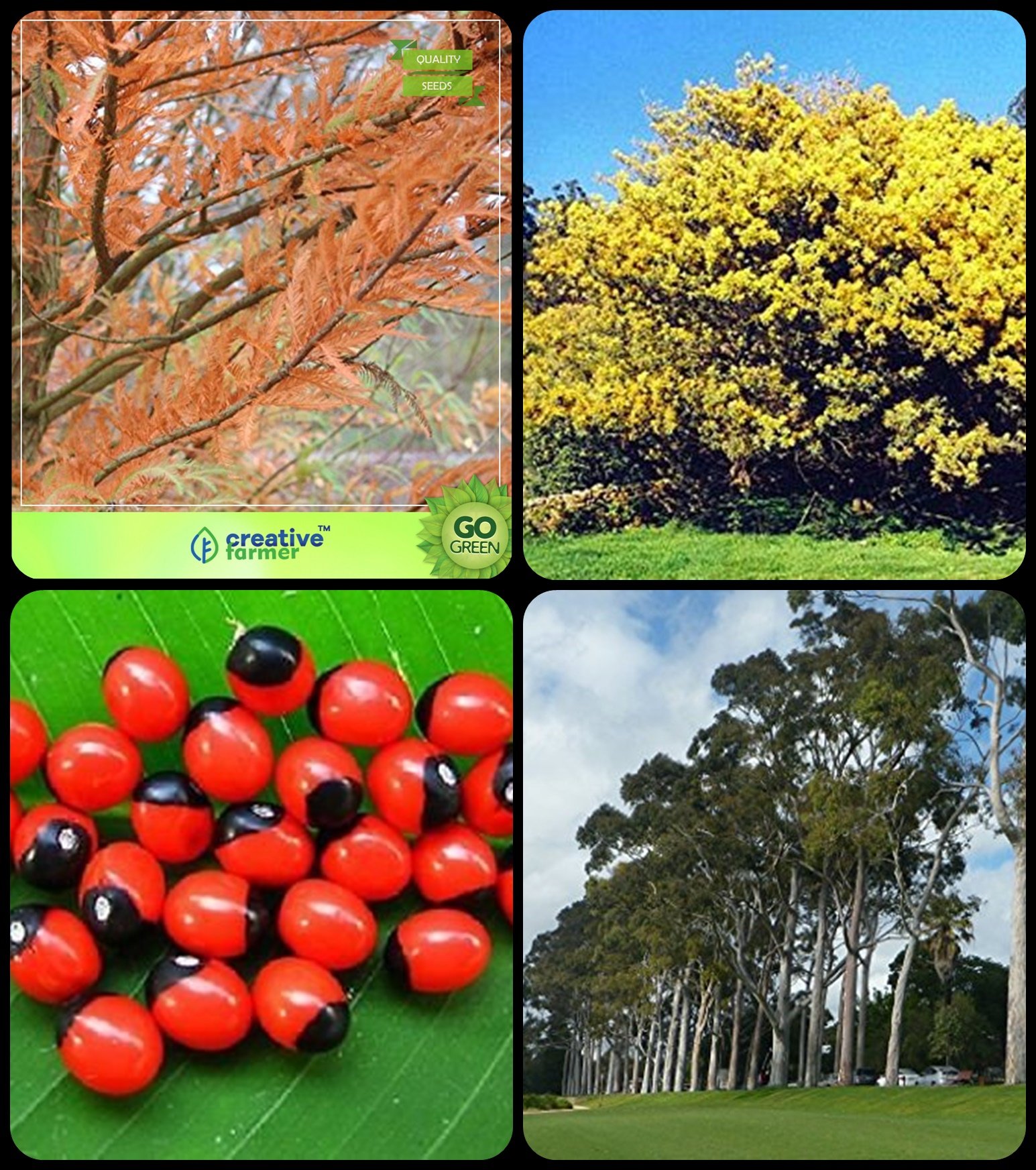 Buy Creative Farmer Rare Exotic Combo Tree Seeds Taxodium Mucronatum ...