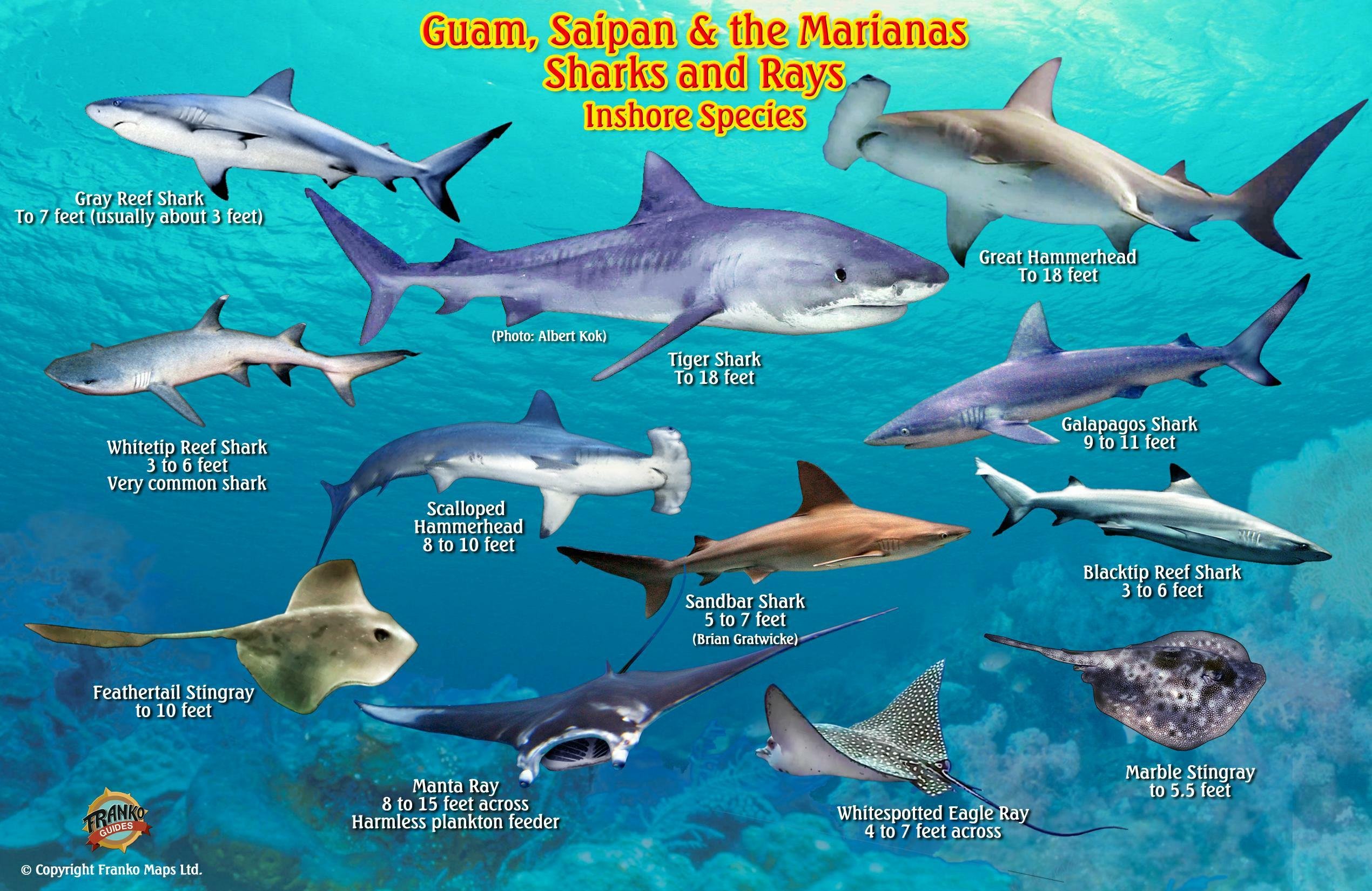 Buy Guam, Saipan & The Marianas Sharks & Rays Franko s Laminated Fish Card Online at desertcartINDIA
