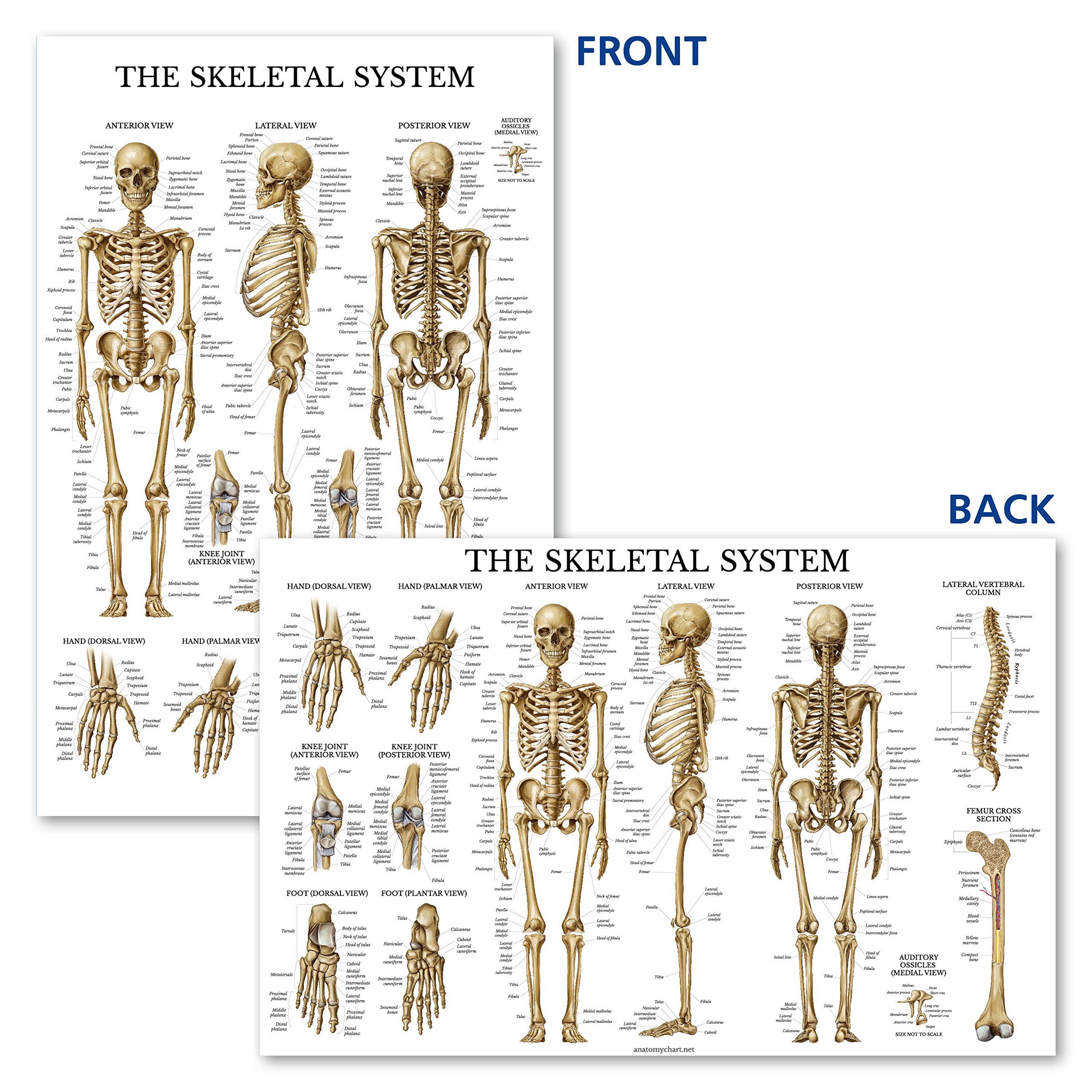 Buy Skeletal System Anatomical Chart LAMINATED Human Skeleton Buy Skeletal System Anatomical Chart LAMINATED Human Skeleton