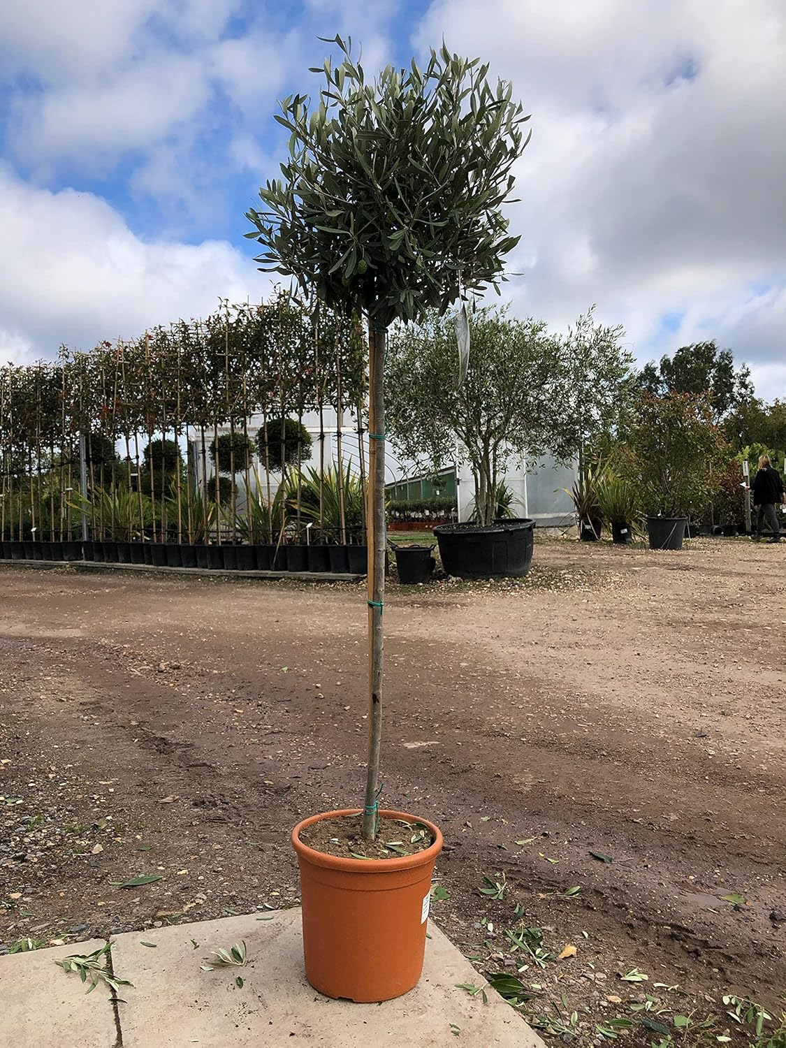 Standard Olive Tree - 160cm 7.5L : Amazon.co.uk: Garden