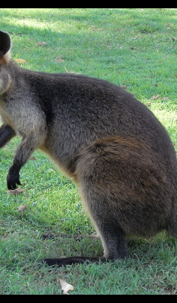 cute wallaby Wallpaper -- HD Wallpapers of cute wallaby! - Application ...