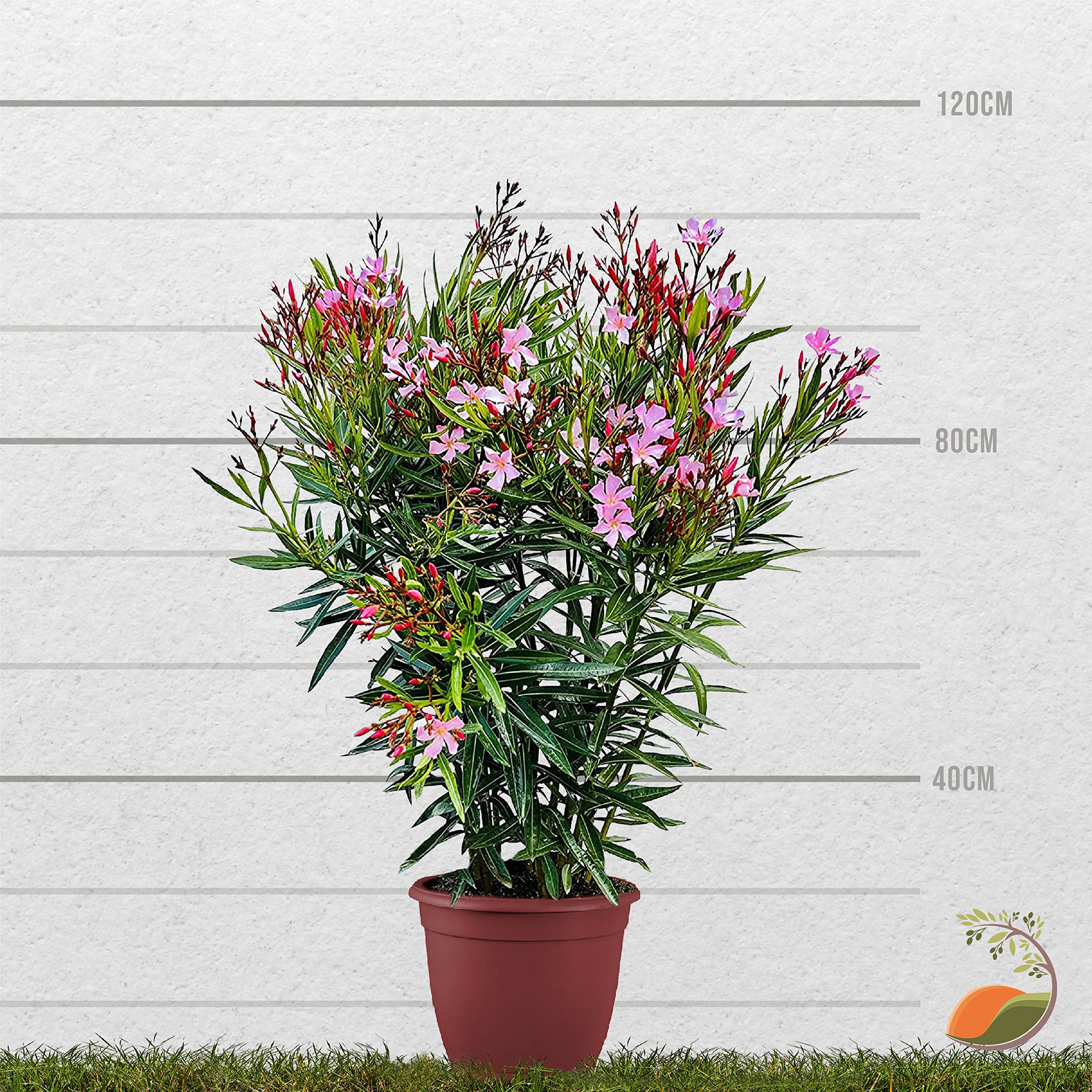 Nerium Oleander Mediterranean Garden Night Scented Plant Oleander