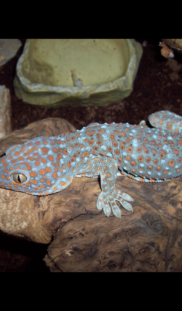Gecko Wallpaper -- HD Wallpapers of Gecko! - App on Amazon Appstore