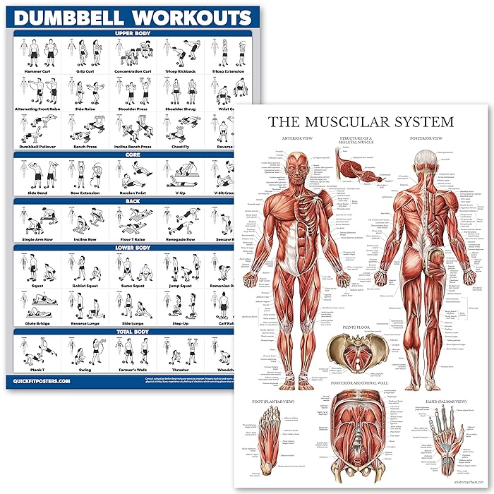 Buy QuickFit Dumbell Workouts and Muscular System Anatomy Poster Set ...
