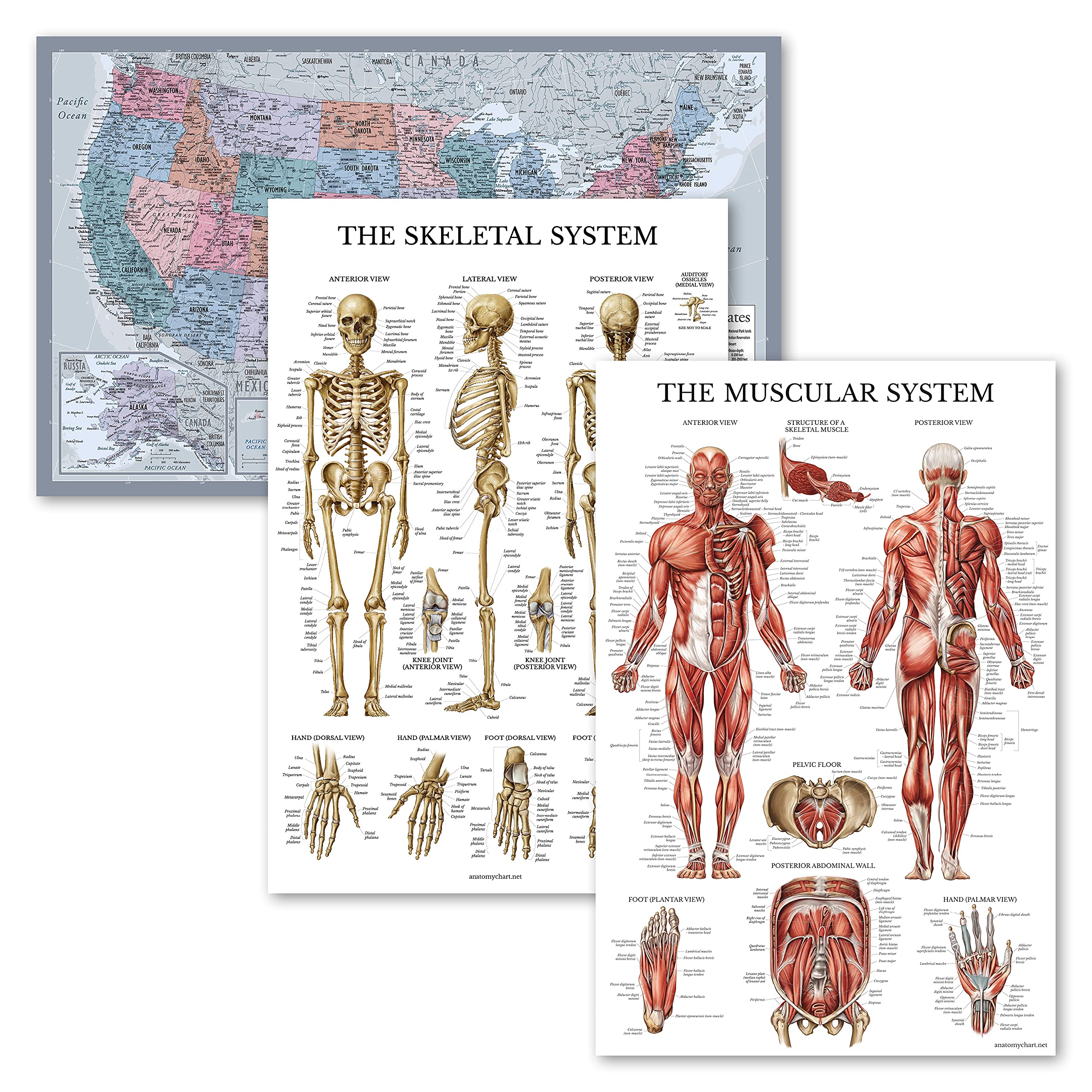 Buy 3PK - USA [Purple] & Muscular and Skeletal System Anatomy Chart ...