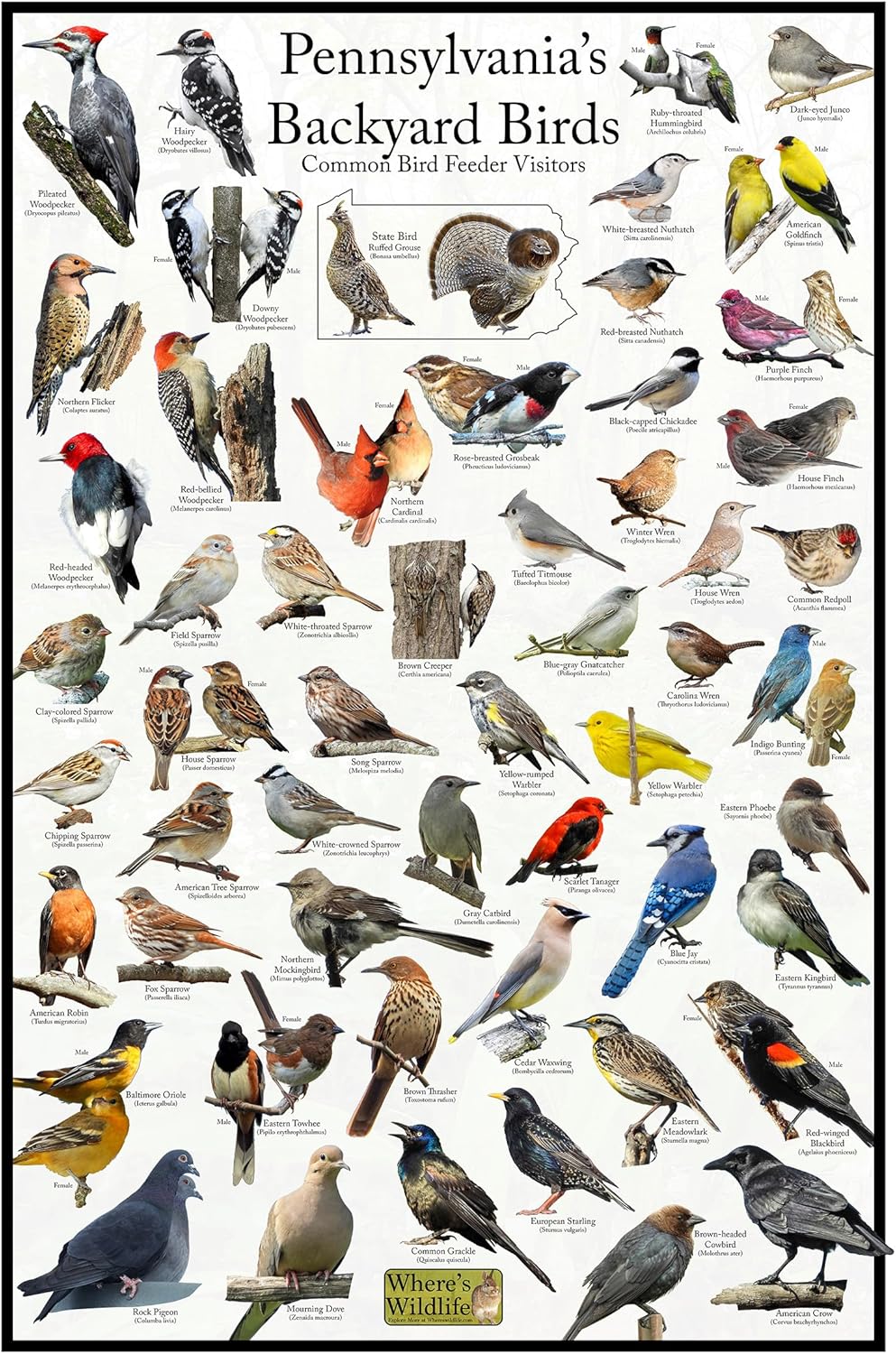 Amazon.com: Where's Wildlife Pennsylvania's Backyard Birds Poster ...