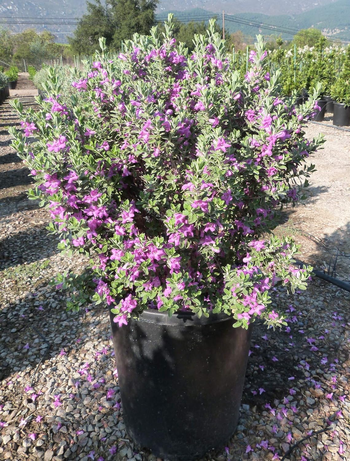 Kapebonavista Leucophyllum frutescens Purple Sage Texas Sage Texas ...