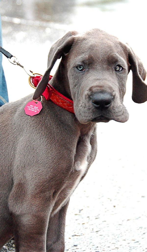 great dane puppy Wallpaper -- HD Wallpapers of great dane puppy! - App ...