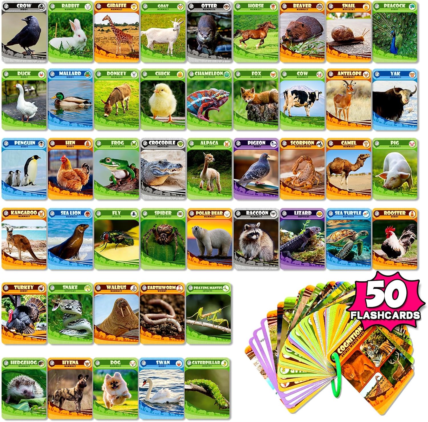 Amazon.com: Reusable Animal Cognition Flash Cards for Kids, 50PCS Real ...