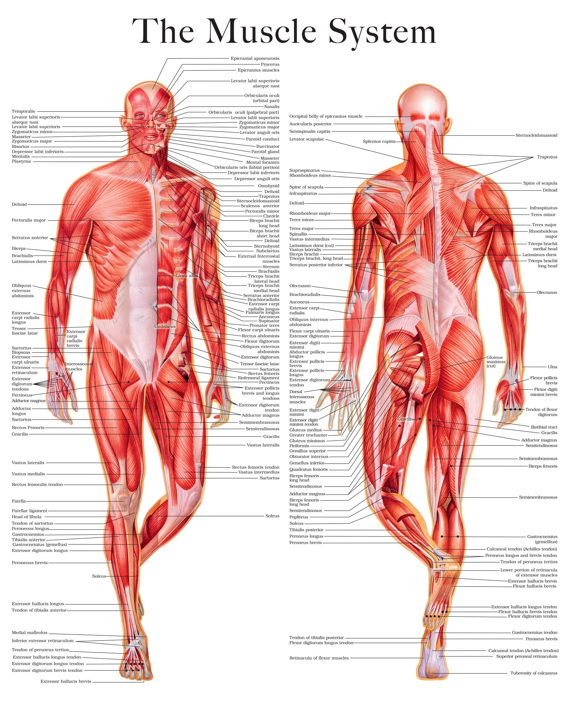 Buy The muscle system e-chart: Quick reference guide Online at desertcartINDIA