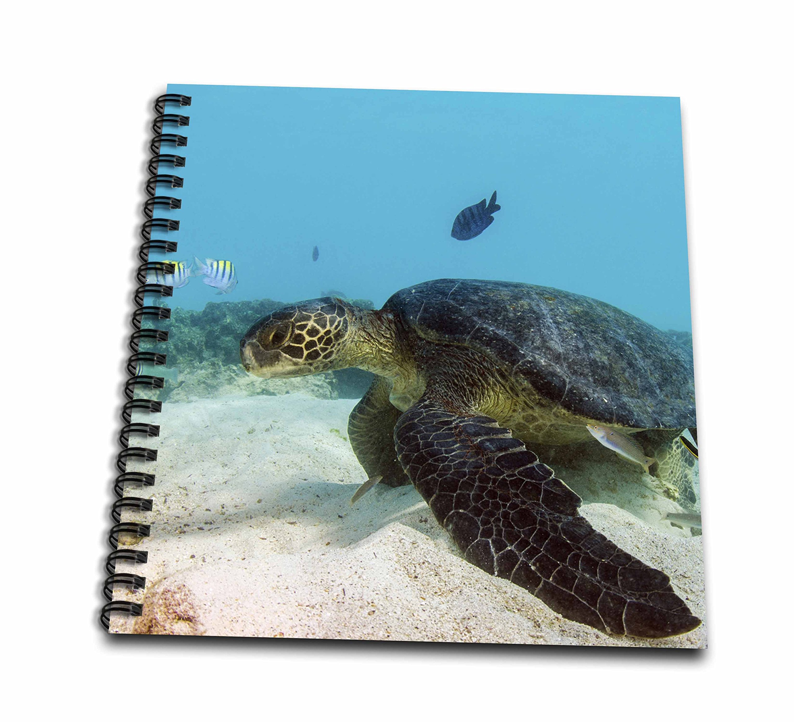 3drose Db_26849_1 Sea Turtles-drawing Book 8 By 8-inch 2 How To Draw A ...