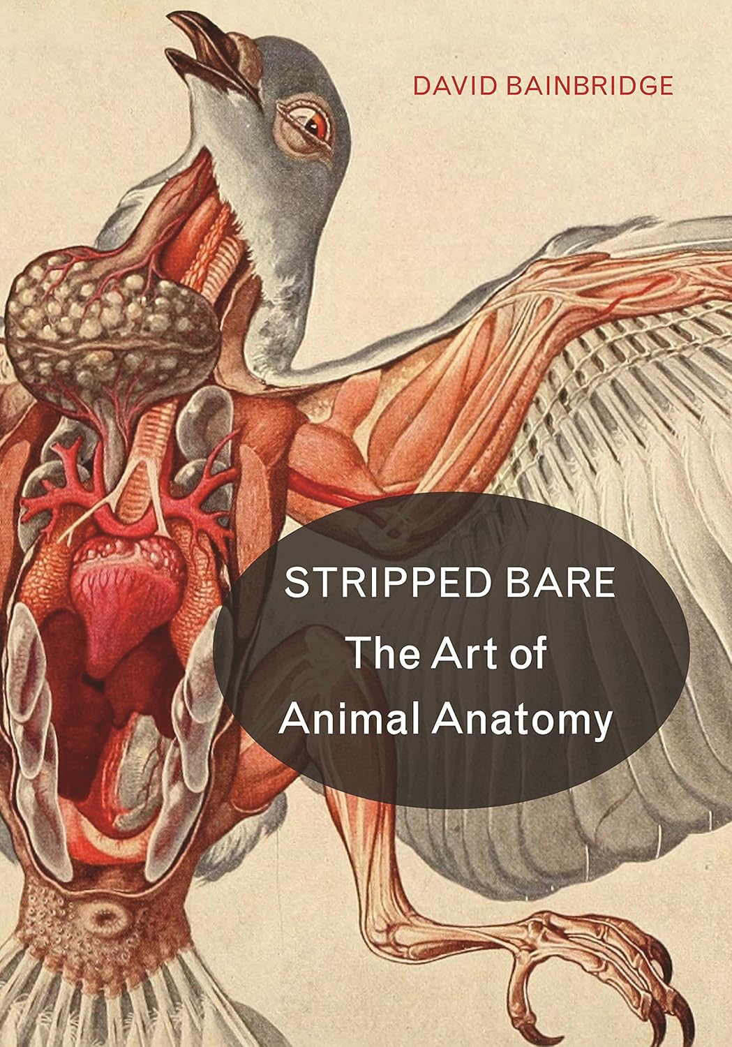 Amazon | Stripped Bare: The Art of Animal Anatomy | Bainbridge, David ...