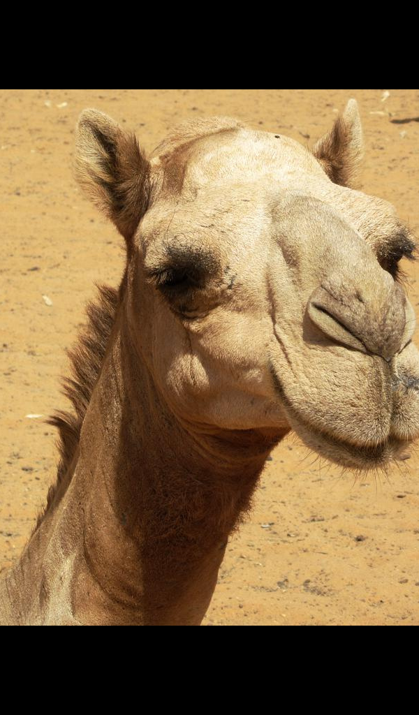 funny camel Wallpaper -- HD Wallpapers of funny camels! - App on Amazon ...