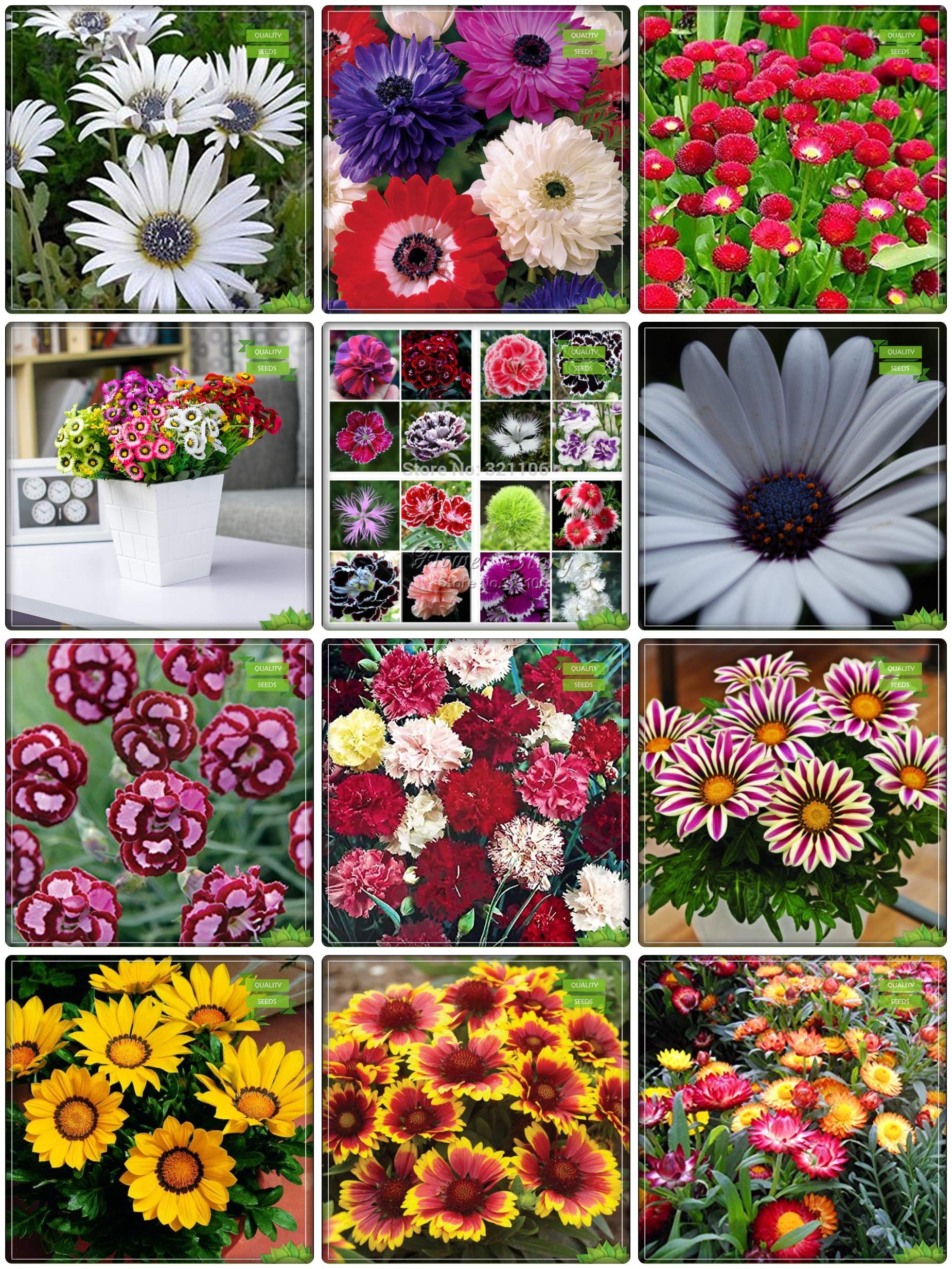 Buy Creative Farmer Gardening Seeds Combo Flower Seeds : Dasiya-Pomp ...