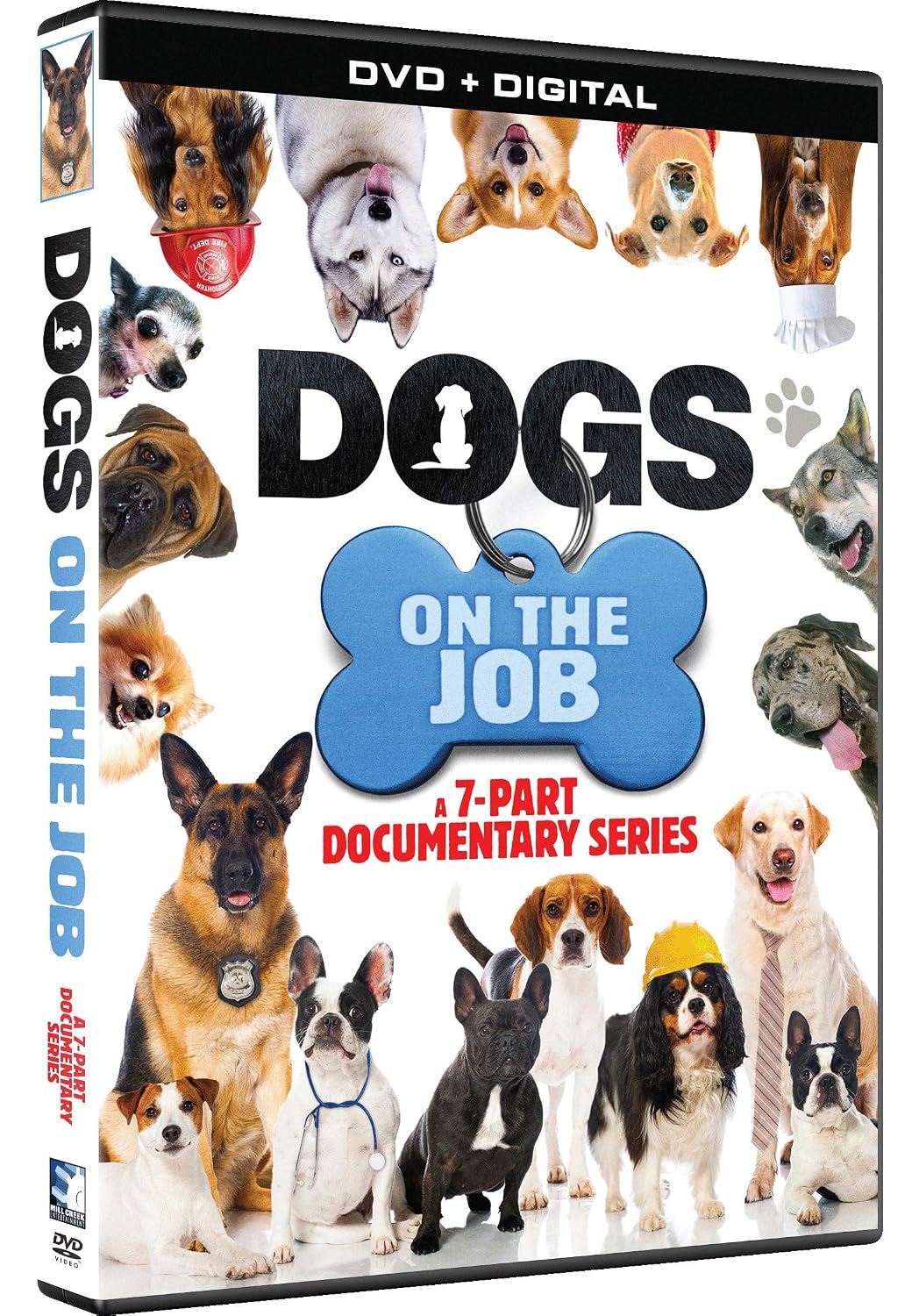 Amazon.com: Dogs on the Job! - 7-Part Documentary Series : Service Dogs ...