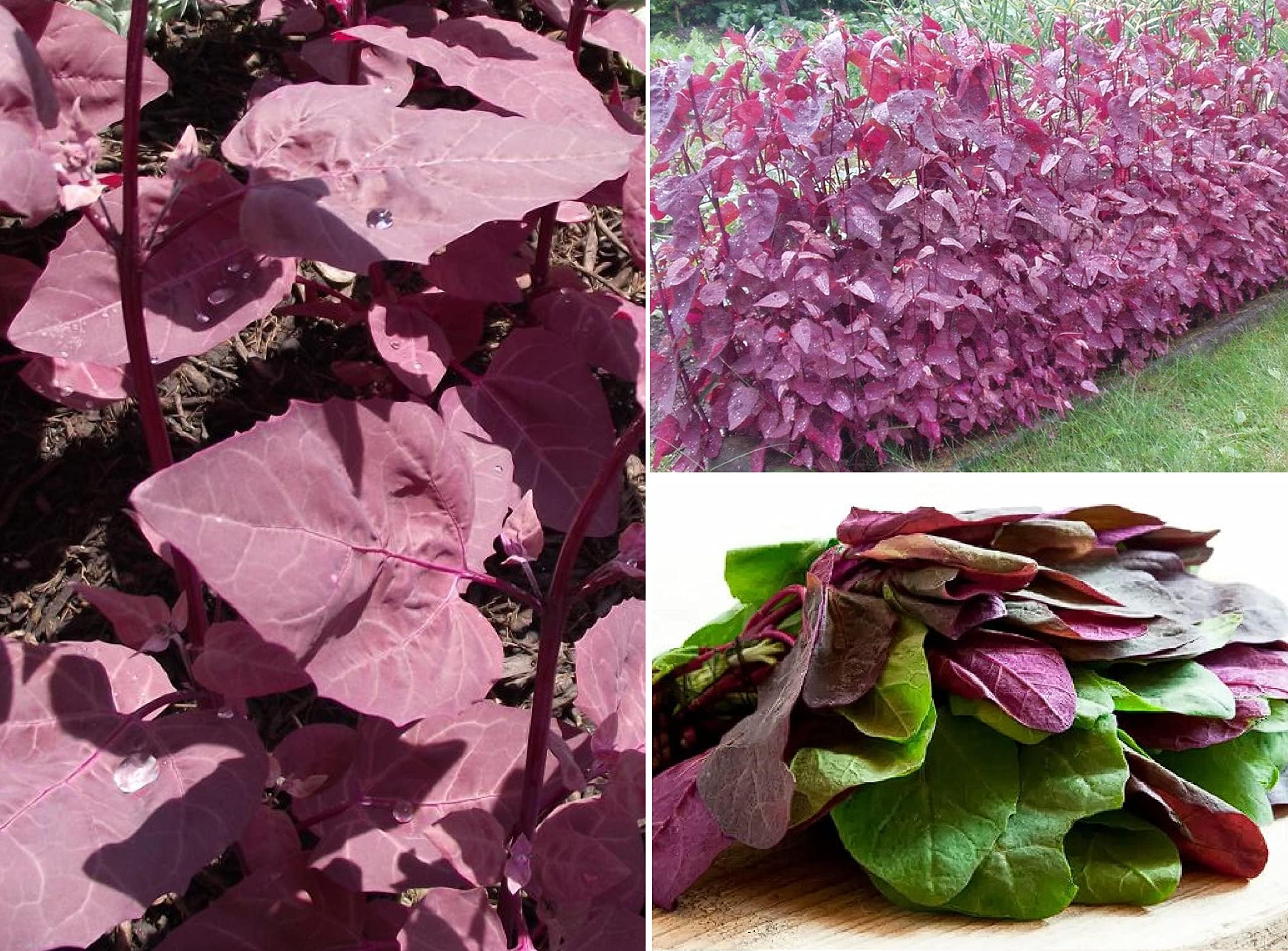 Red Orach Atriplex Hortensis Rubra 250+ Seeds : Amazon.co.uk: Garden