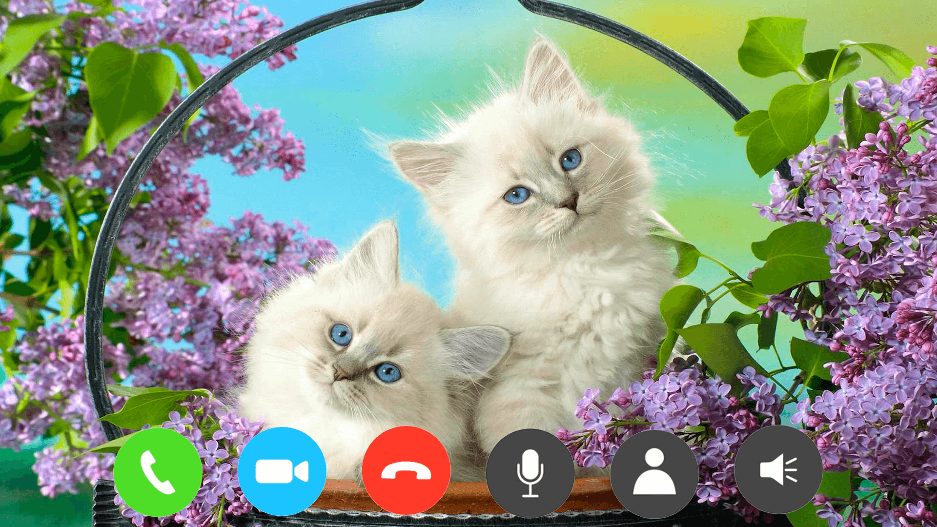 Cats Fake Video Call - Cat Audio Call with Live Chat - App on the ...