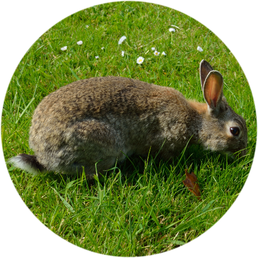 My first animals - App on Amazon Appstore