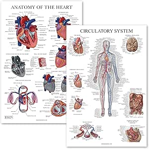 Palace Learning 2 Pack - Circulatory System & Heart Anatomy Posters ...