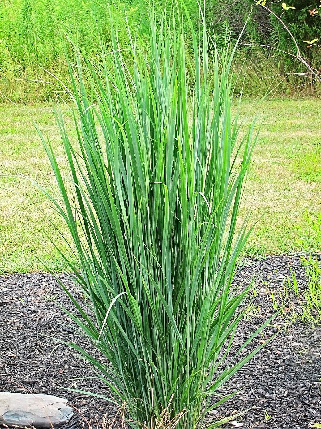 Amazon.com : Northwind Switchgrass/Panicum virgatum-3 Containers in 4 ...