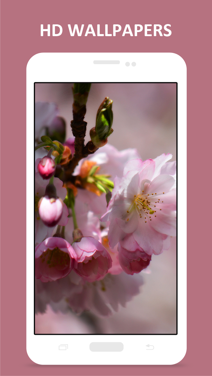 Sakura HD Wallpapers - App on Amazon Appstore