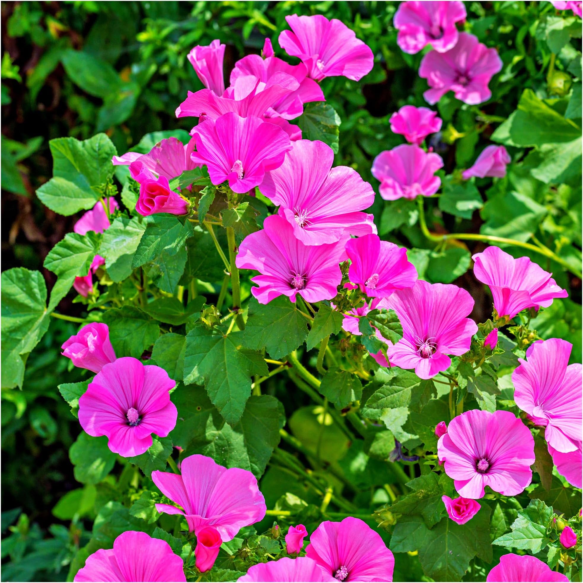 3 x Lavatera Barnsley Baby - Ready to Plant Shrubs - Tree Mallow ...