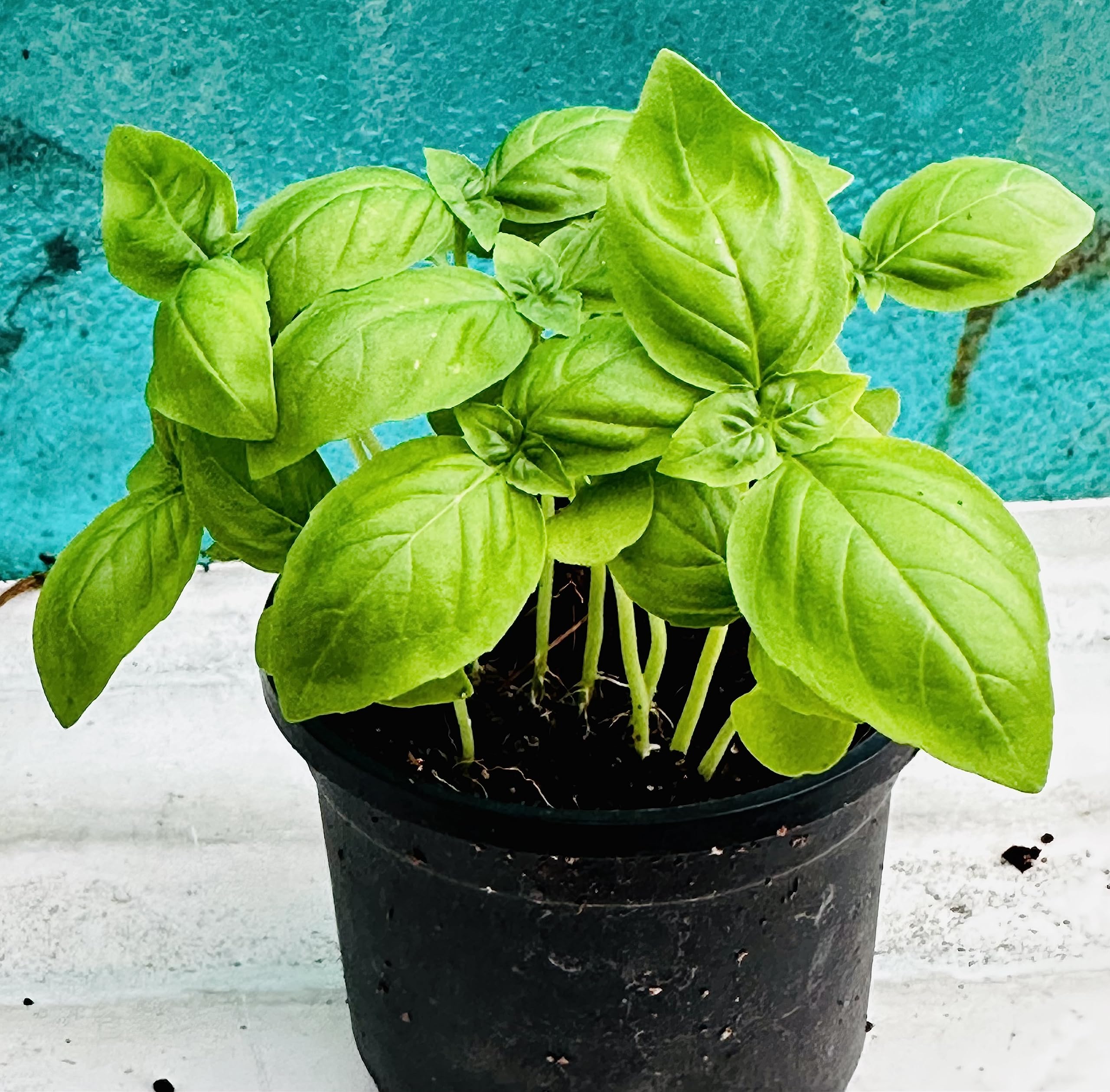Perennial Is A Sweet Basil