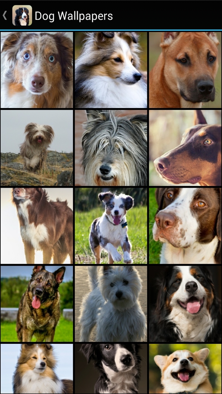Dog Wallpapers - App on Amazon Appstore