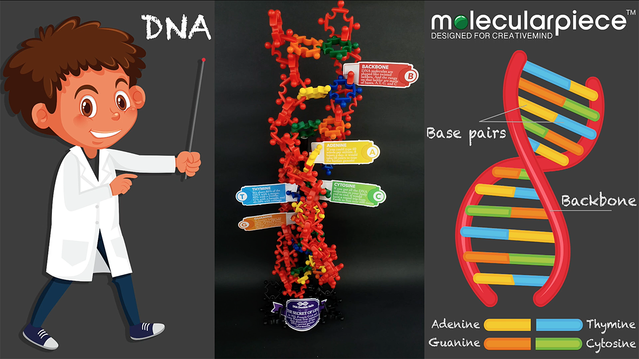 Watch Build a DNA double helix structure model by molecularpiece on ...