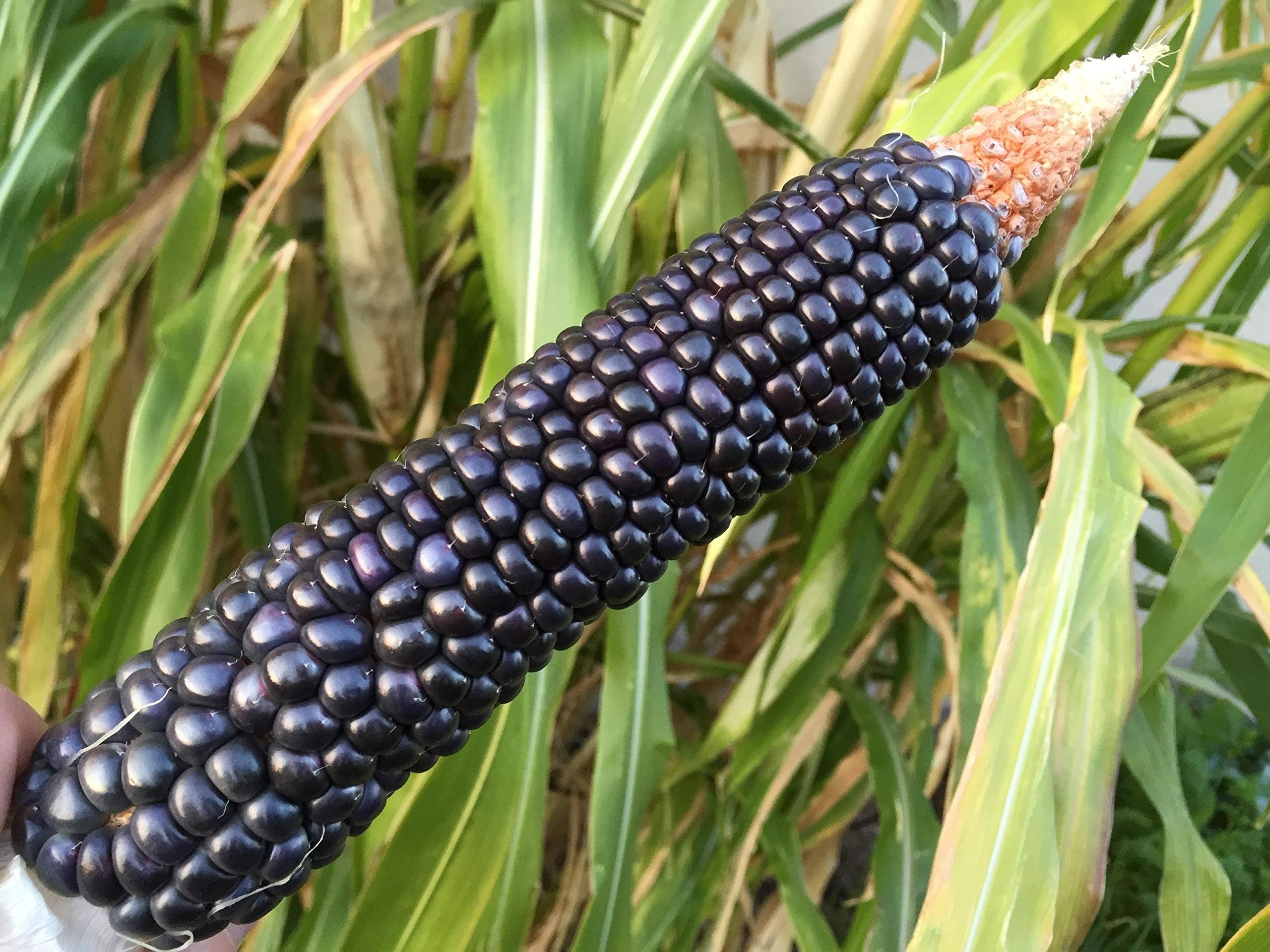 Amazon.com : Blue Hopi Corn Seeds - 100 Count Seed Pack - A Royal Blue ...