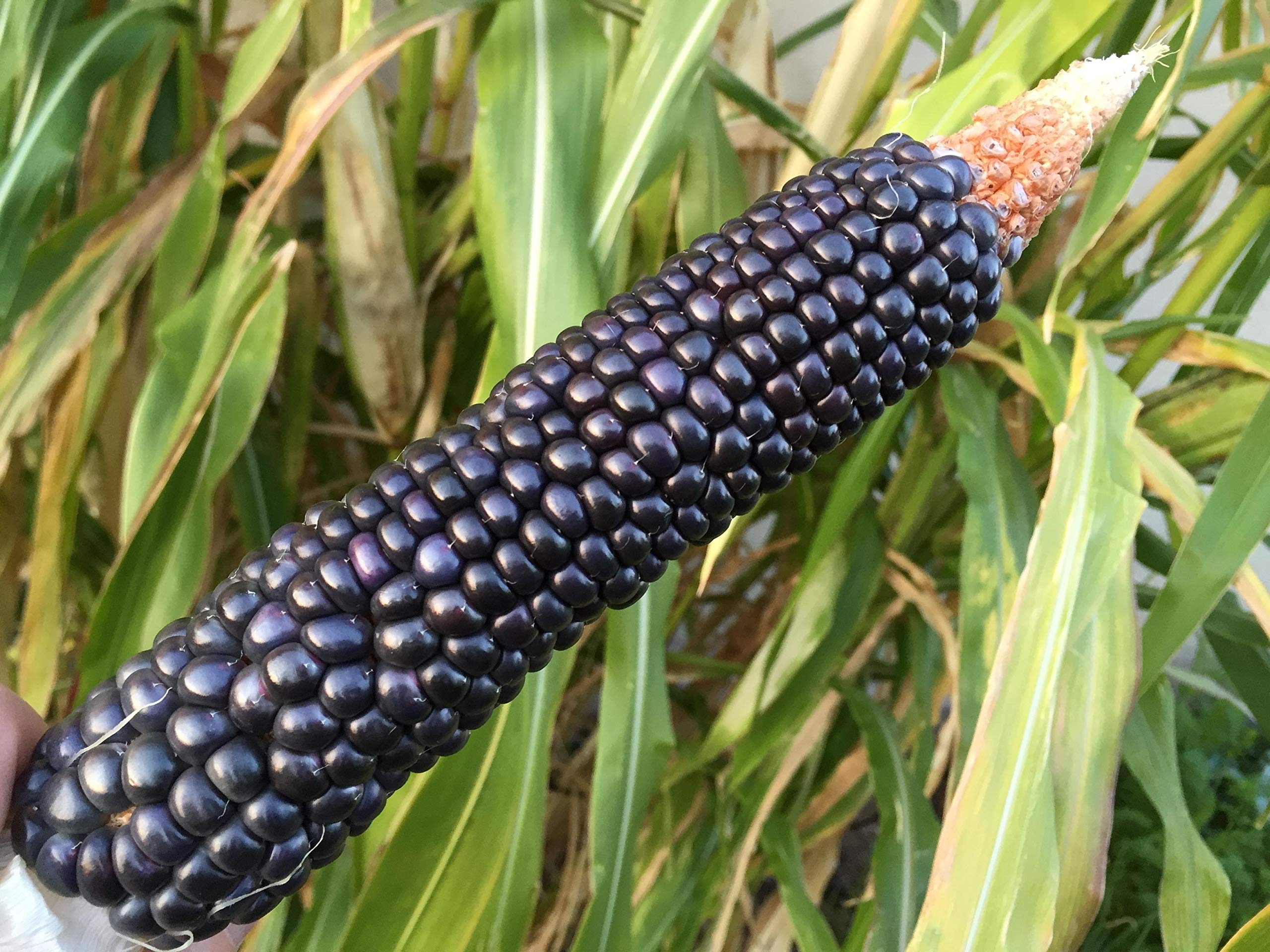 Hopi Blue Corn