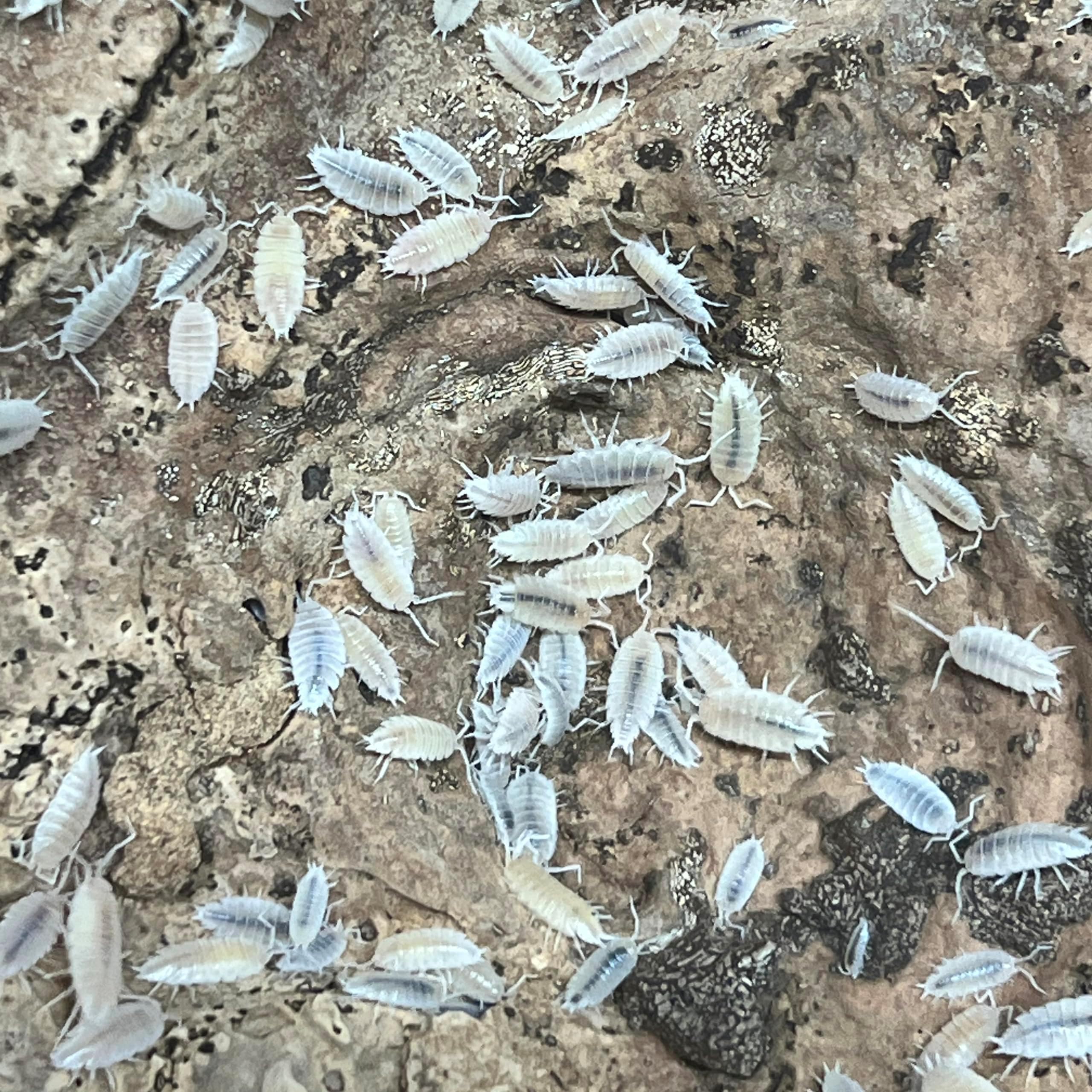 Amazon.com: Exo-Morphs Live Powder White Isopods - Porcelliondes ...