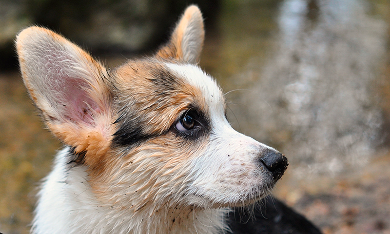 Corgi Nation News Network - App on Amazon Appstore