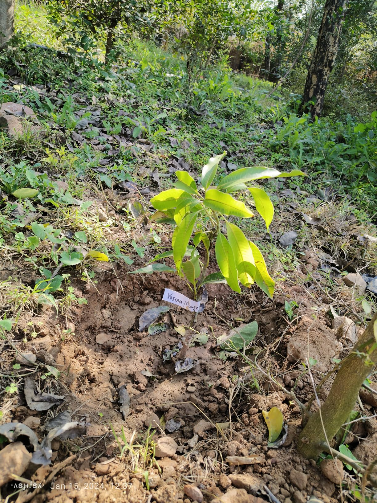 AGRO ALIVE Vastra All time Mango plant Vastara Variety (Grafted) mango ...