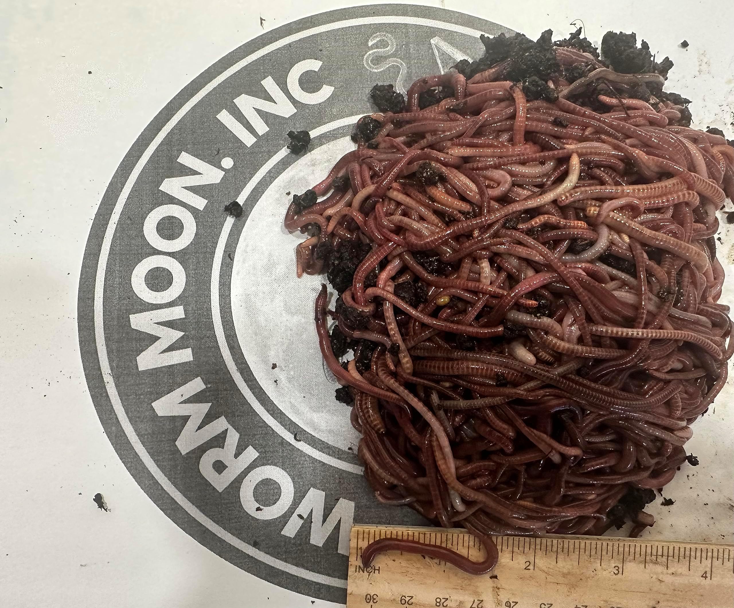 Amazon.com : 100 Live Red Wigglers Composting Worms : Patio, Lawn & Garden