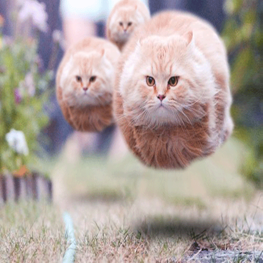Attack of the Fat Cats - App on the Amazon Appstore