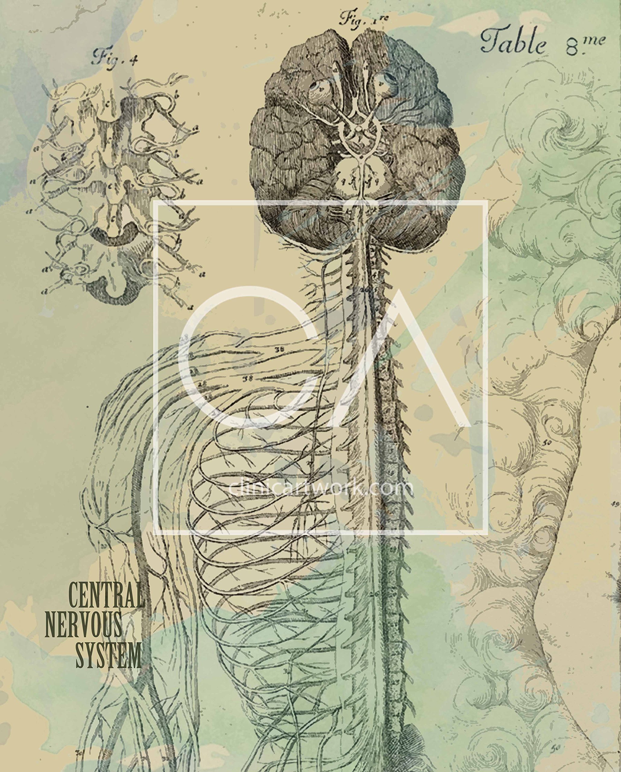 Nervous System Artwork