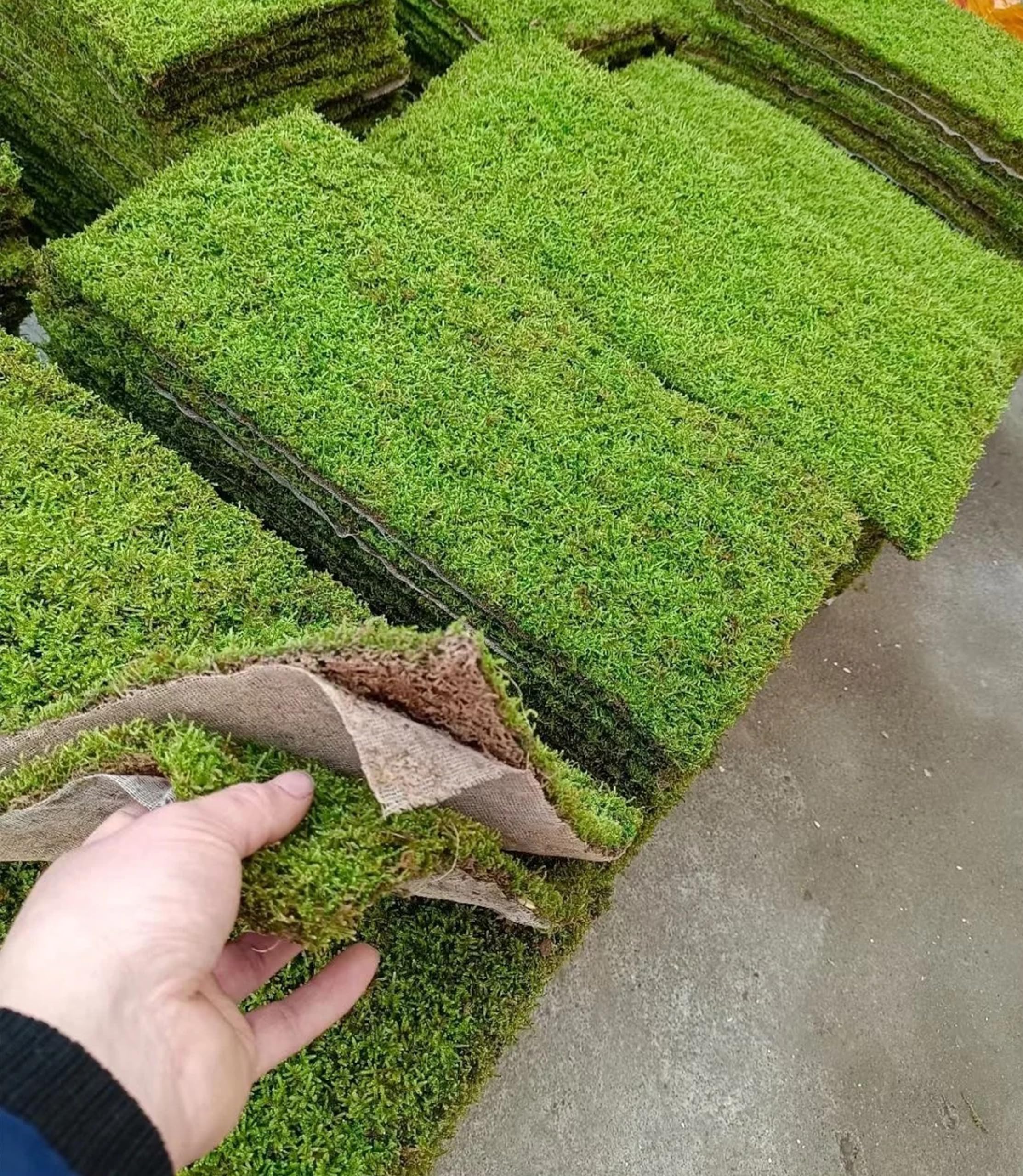 Amazon.com : Living Moss - Fresh Sheet Moss Perfect for Terrariums and ...