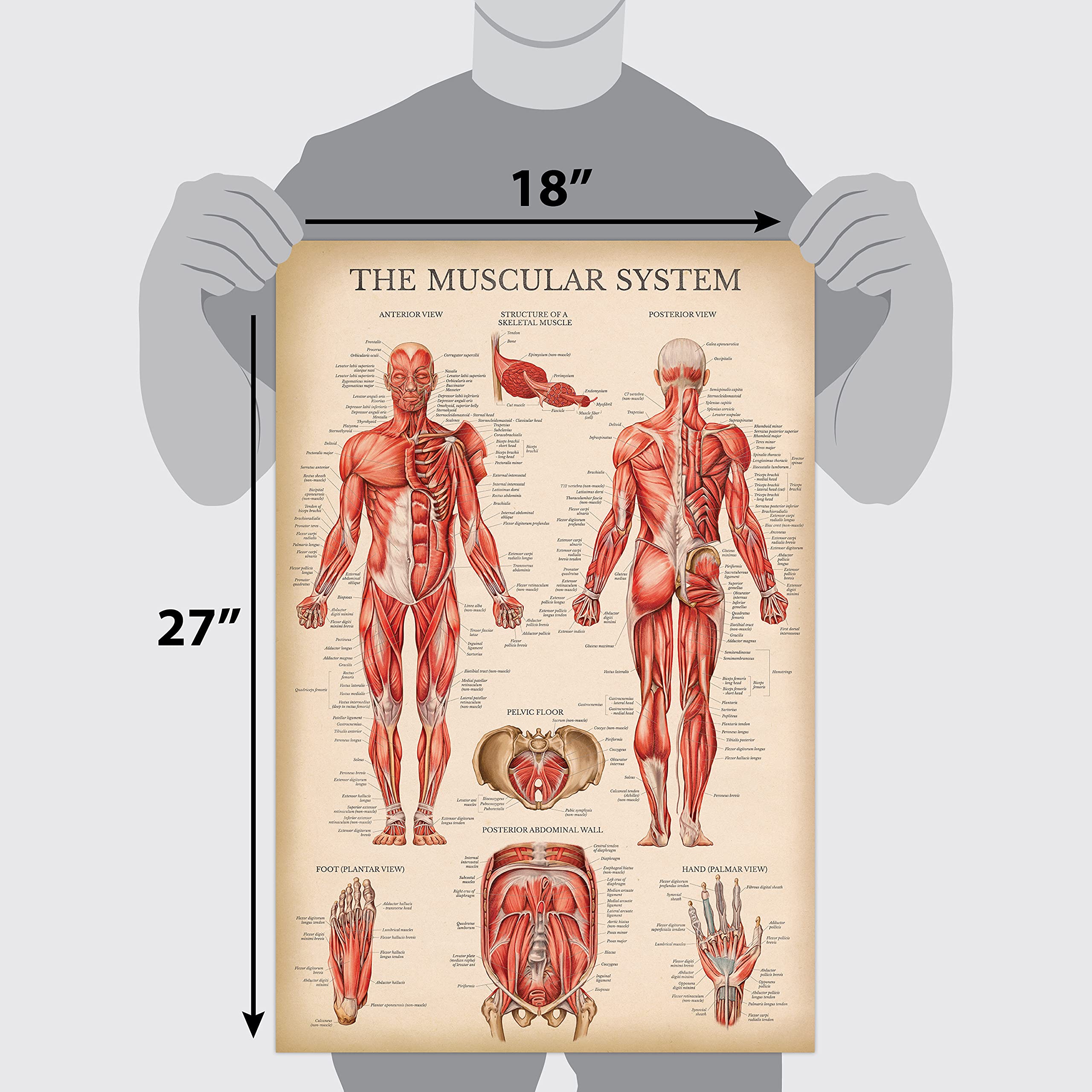 Buy Vintage Muscular System Anatomical Chart - Human Muscle Anatomy ...