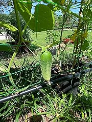 Amazon.com : Park Seed Baby Cucumber Seeds, Gourmet Mini, Pack of 10 ...