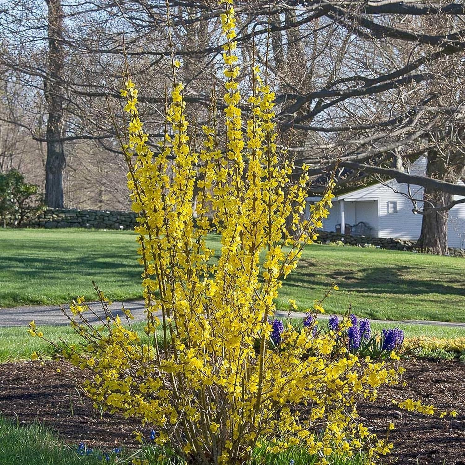 Amazon.com : CHUXAY GARDEN Forsythia Seed 30 Seeds Deciduous Shrub ...