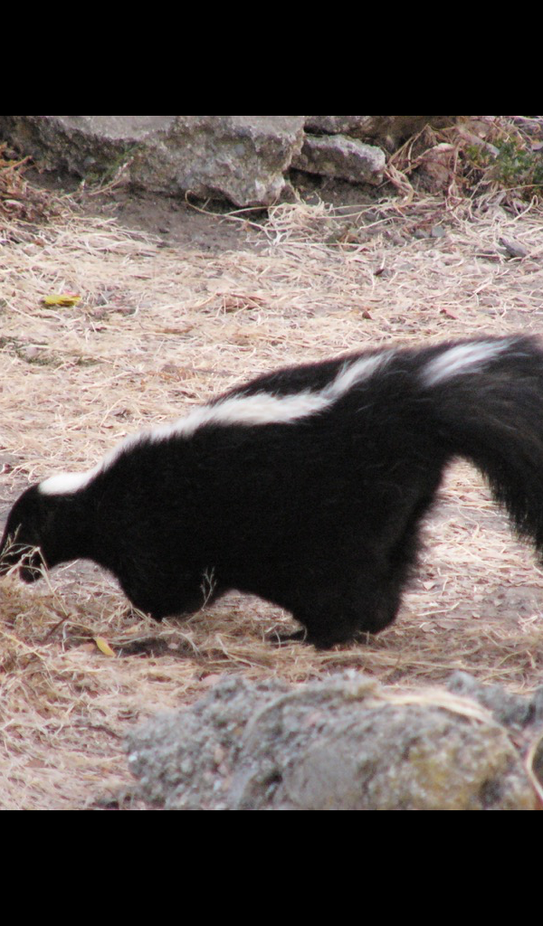 cute skunk Wallpaper -- HD Wallpapers of cute skunks! - App on the ...