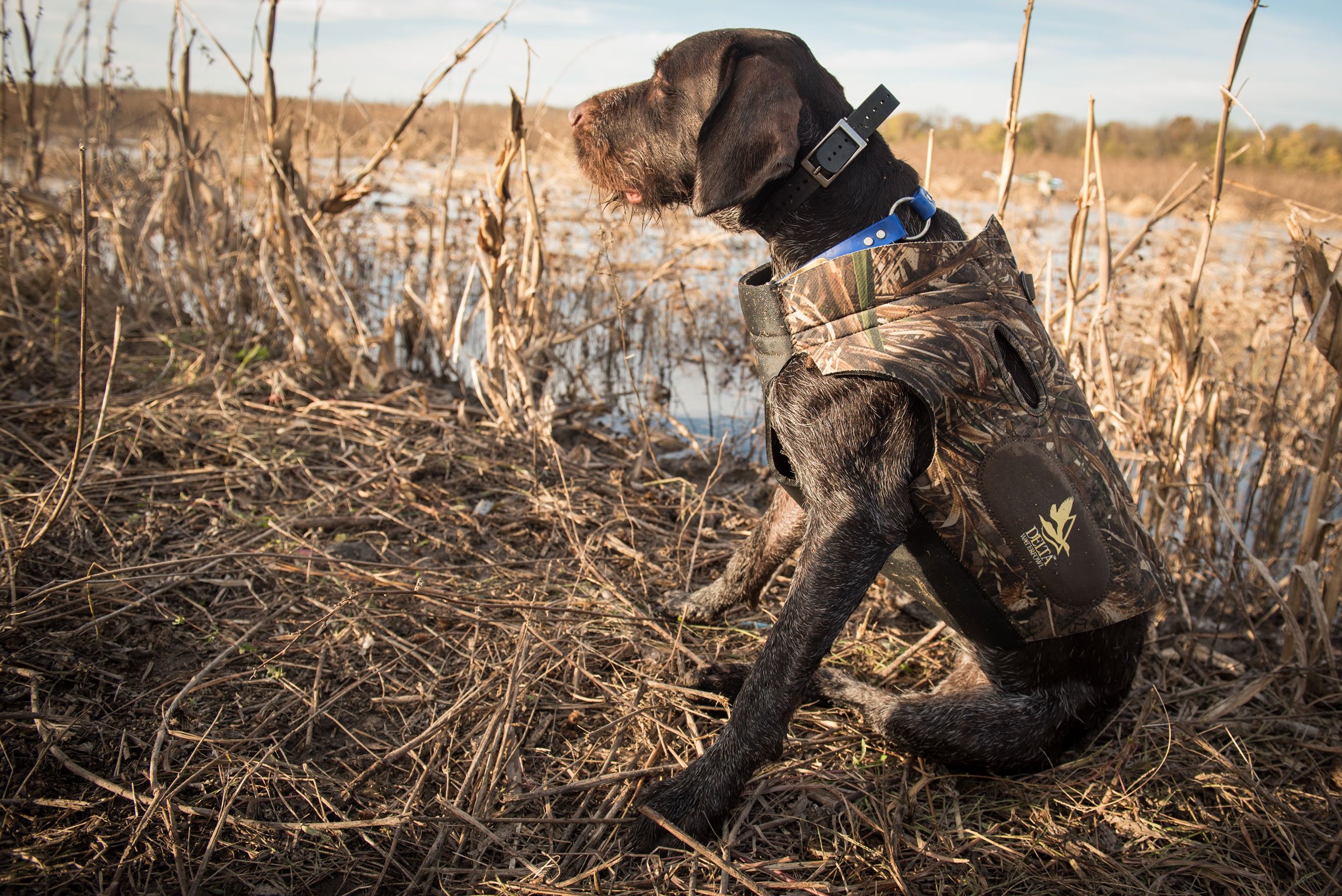 Nuevo Logotipo De Delta Waterfowl Mexico Duck Hunting | Best Mexico