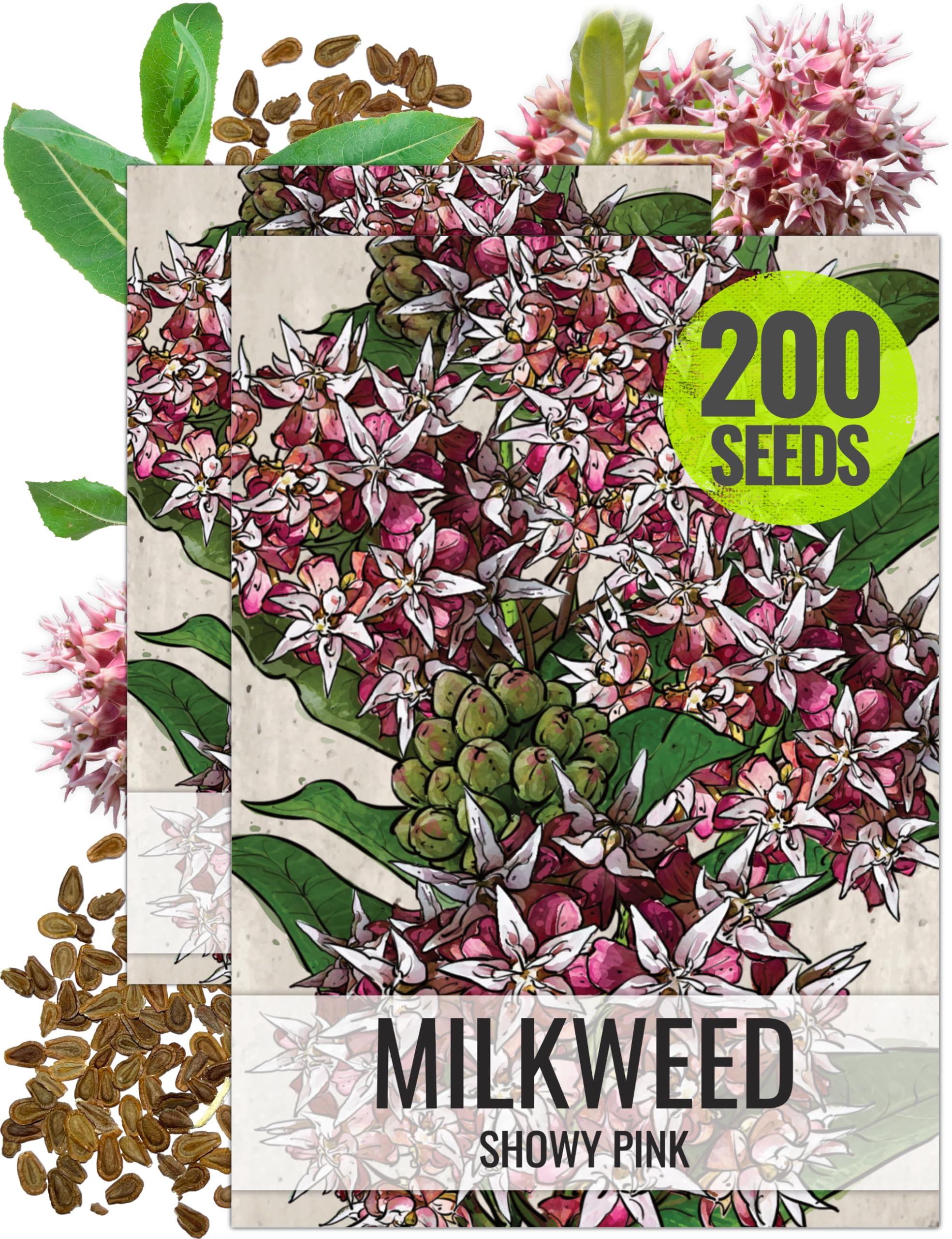 Amazon.com : Seed Needs Showy Milkweed Seeds for Planting - Untreated ...