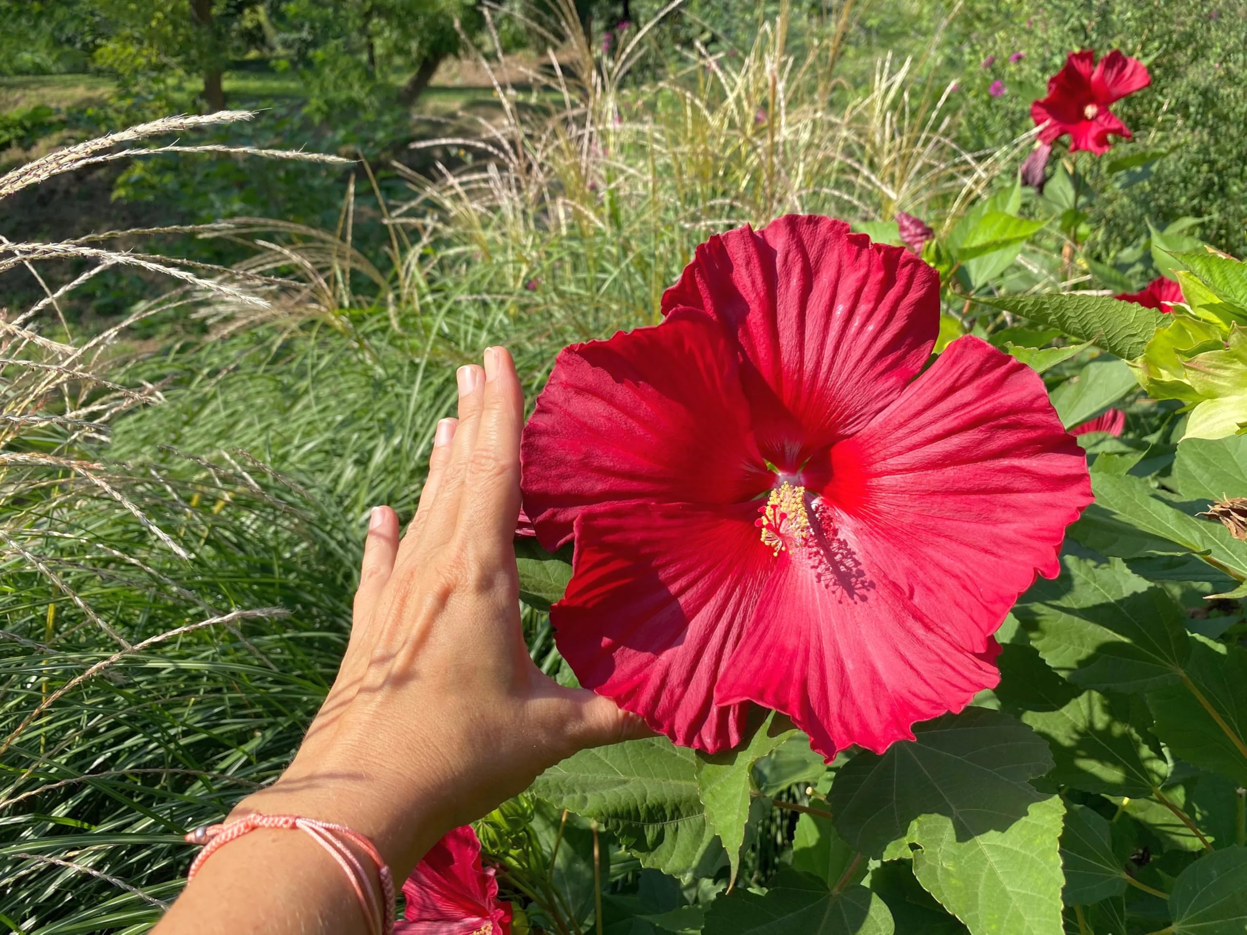Red Hardy Hibiscus