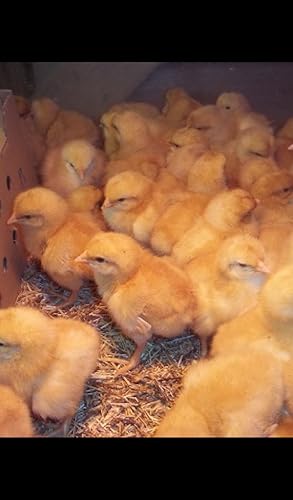 Cute Baby Chicken Wallpaper