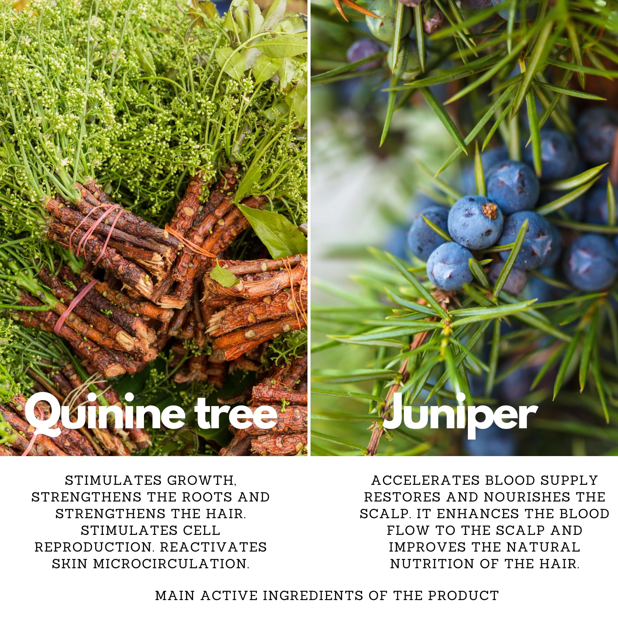 Juniper Roots Low Angle View Of A Juniper Tree Trunk Shows Root