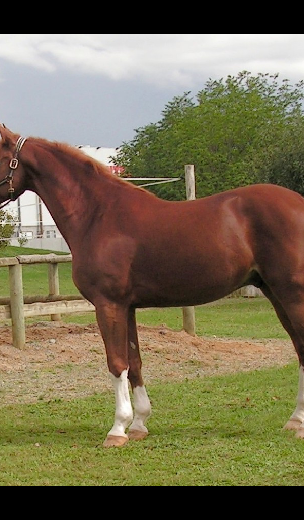 Colt Horse Wallpaper -- HD Wallpapers of Colt Horses!-Amazonアプリストアのアプリ